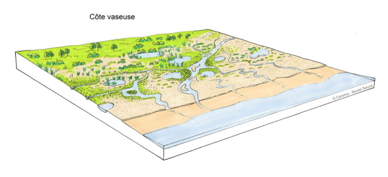 Types de côtes sur le littoral manchois | Littoral