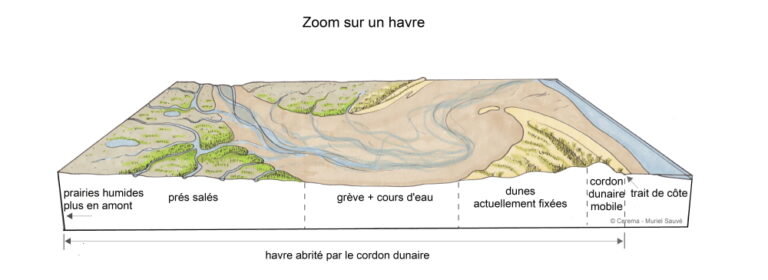 Types de côtes sur le littoral manchois | Littoral